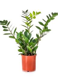 Zizi plant - TRF Design flower shop in Lekki, Florist Flower shop, Buy ...